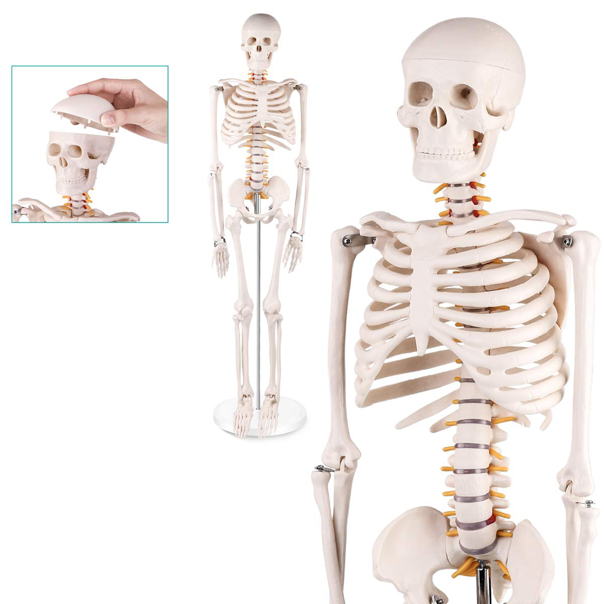 Human Skeleton Model (85cm Tall) Premium Quality With Sturdy Stand